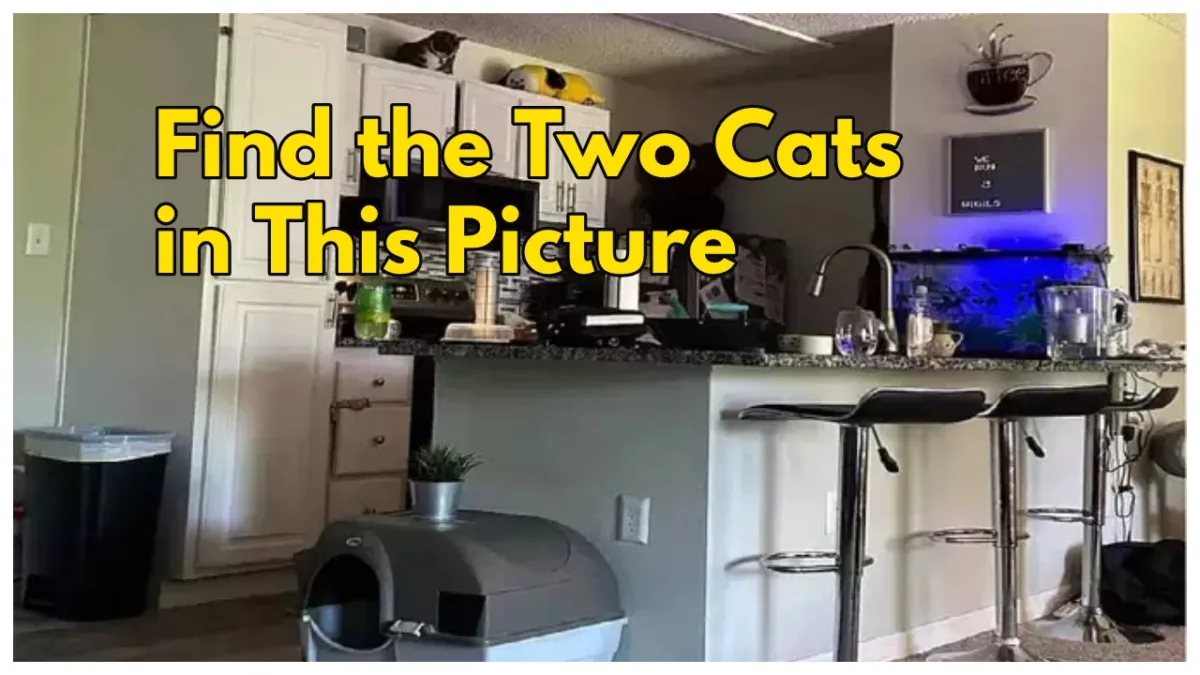 Optical Illusion- Find the Hidden Cats in This Kitchen Picture - Times Bull