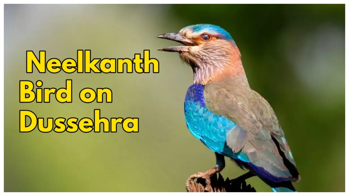 Why Seeing Neelkanth Bird on Dussehra is Auspicious, Must watch Video ...